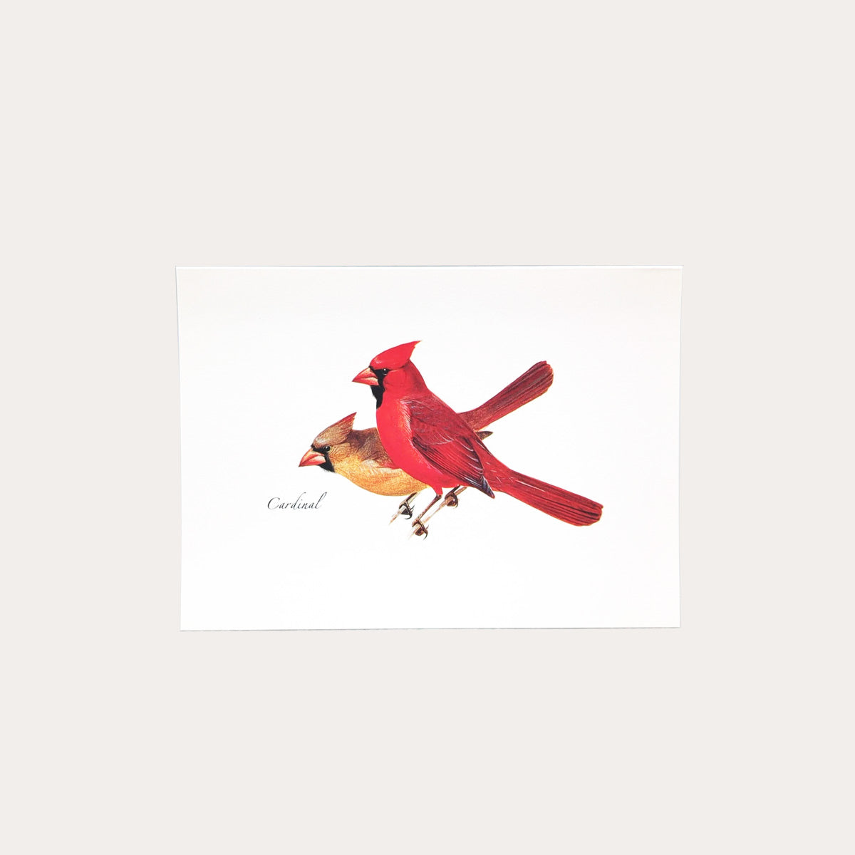 Cardinal | 8 Card Set – The Paper Mouse