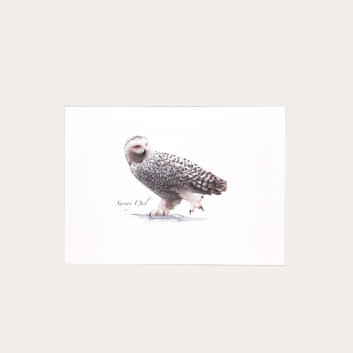 Snowy Owl | 8 Card Set – The Paper Mouse